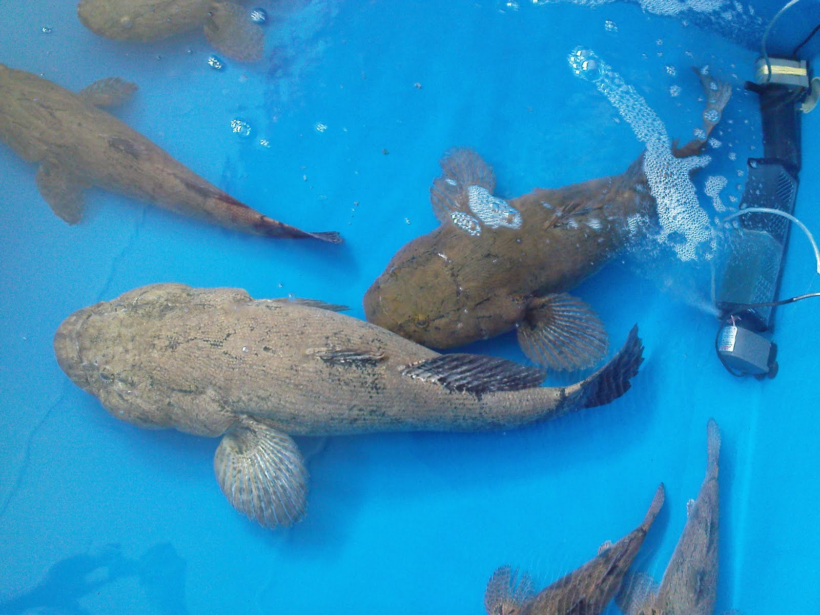 River Fish Supplier, Peter's Fish Trading Co, Sarawak: KETUTU (LIFE ...