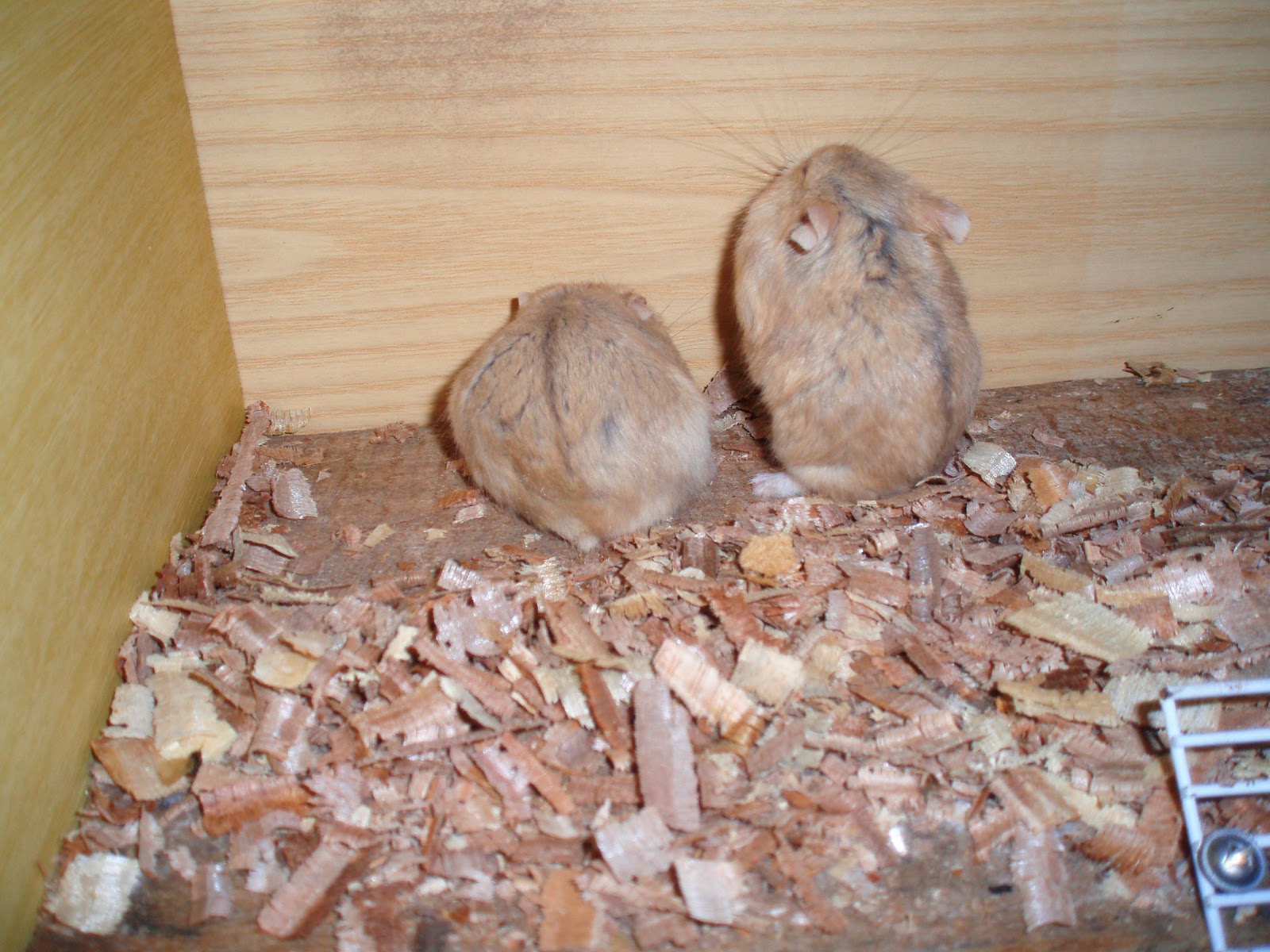 aeiroura_green_leaf: Alief Hamster Little Farm
