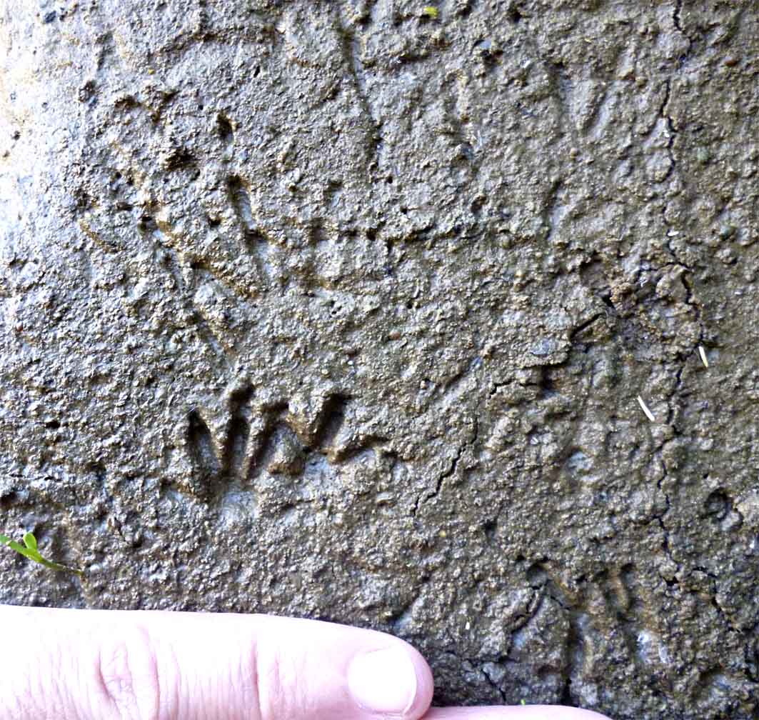 Huellas, rastros y señales: RATA CAMPESTRE (Rattus rattus)