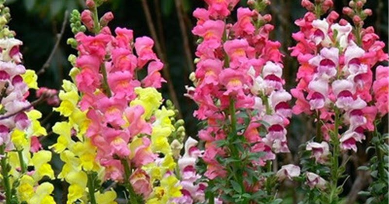 Snapdragon flower seeds germination - swimguide