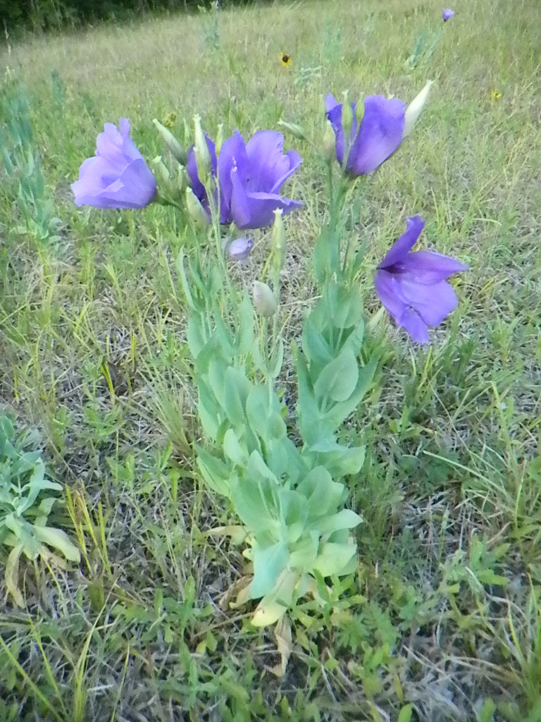 balance pose: Texas Bluebells