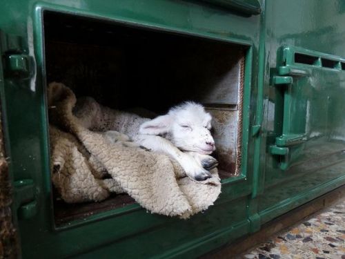 Content in a Cottage: Lamb in The Warming Oven