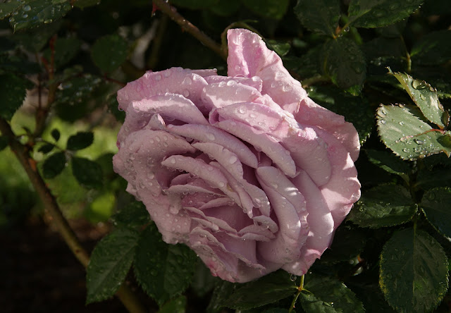 Organic Garden Dreams: March Roses