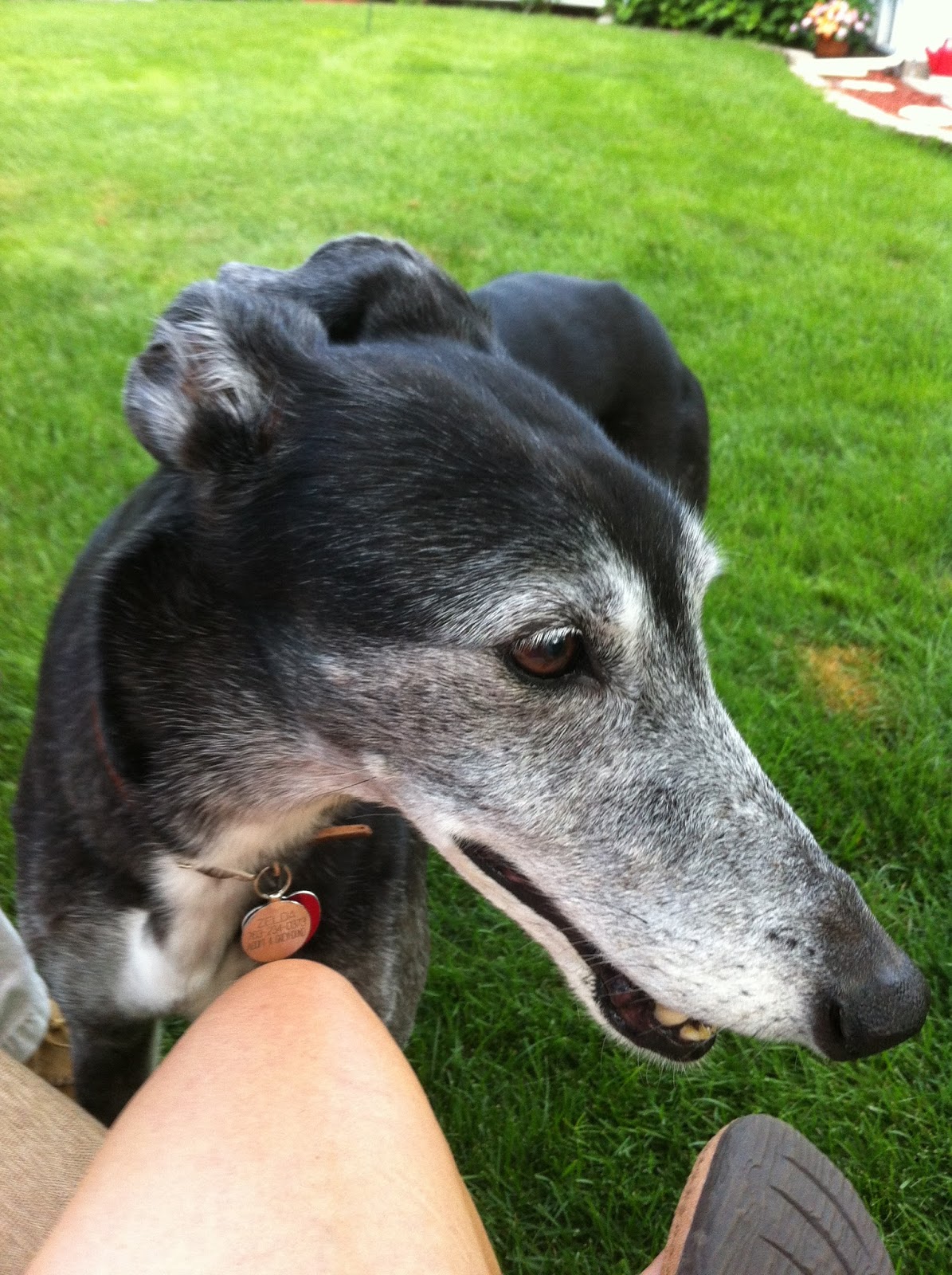 Northern Lights Greyhound Adoption Dog Blog: NLGA Photo Roundup ...