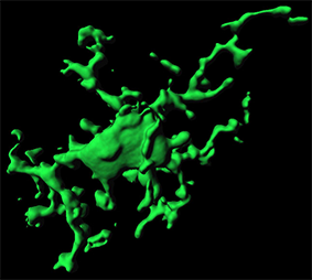 Le Cerveau de l'Enfant et de l'Adolescent: La Microglie