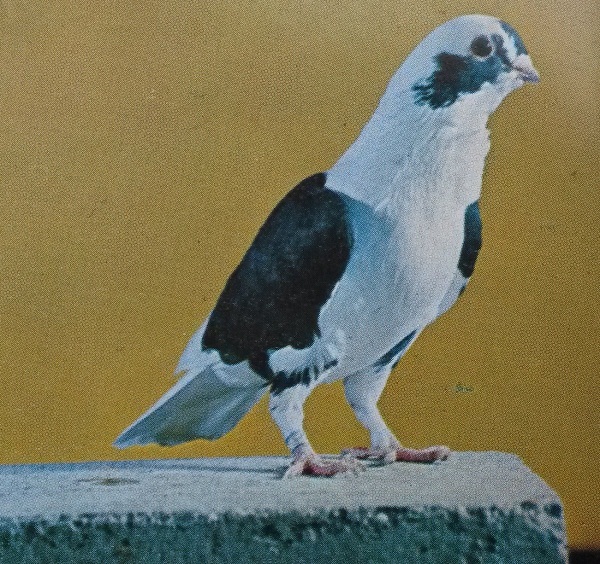 Syrian Turbiteen Pigeon origin description size ornaments colors ...