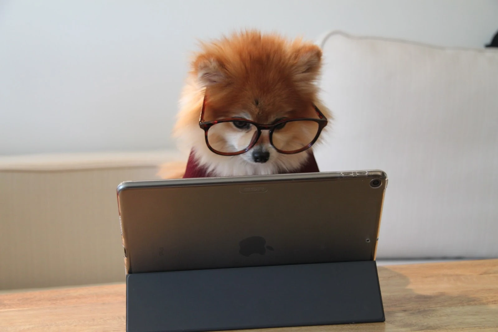 7 Reasons to Include Animals in Your Social Media Posts
