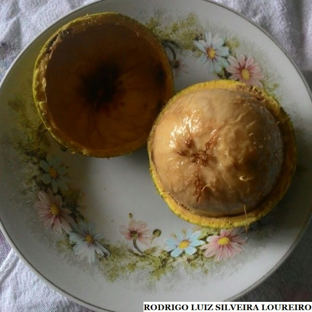 Viveiro Ciprest - Plantas Nativas e Exóticas: Maciela ou Massala ...