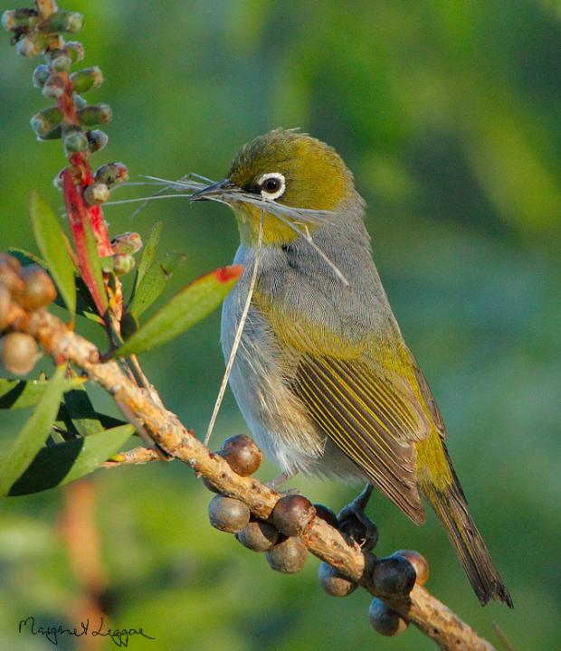 Bird Photos and Information