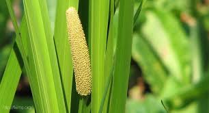 Dringo (Acorus Calamus) tumbuhan penuh khasiat - Qya Carter