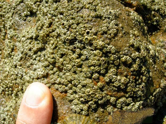 Artes de Pesca: CRUSTÁCEOS