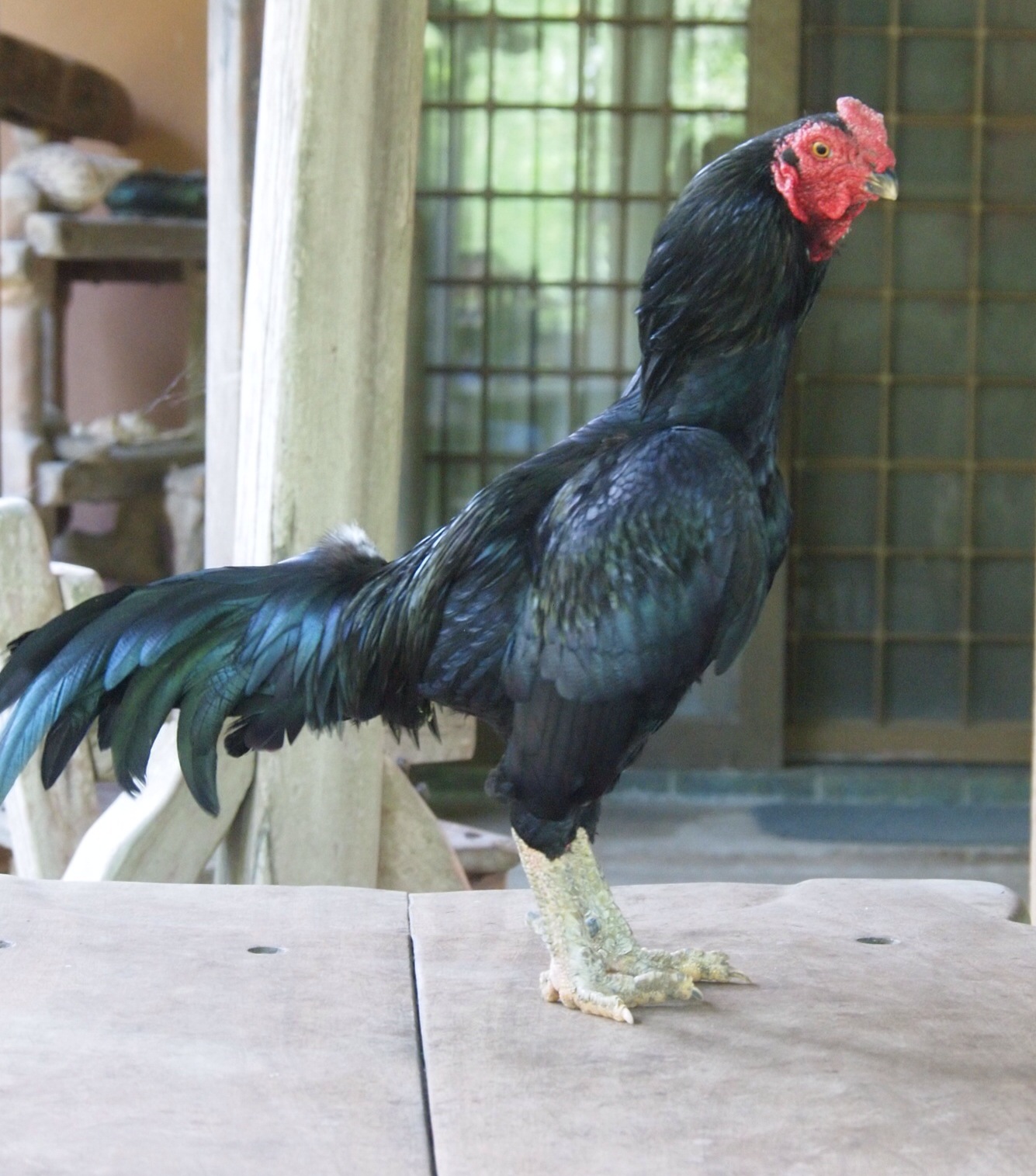 Fighting Rooster: Rampuri asil