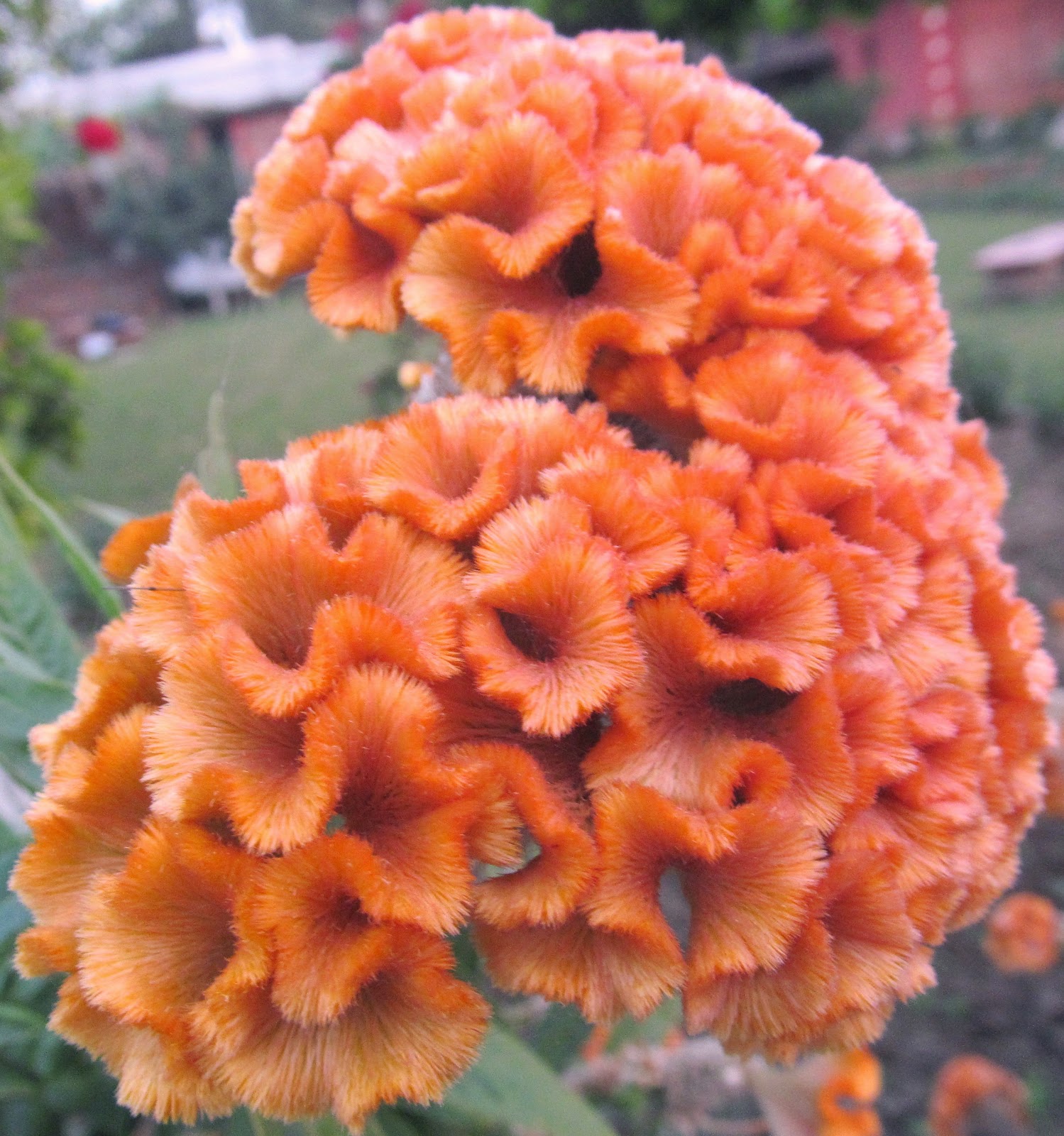 NATURAL & UNIQUE PHOTOGRAPHY: SPIDER ON THE PLUM PLANT FLOWER OR MURGA ...