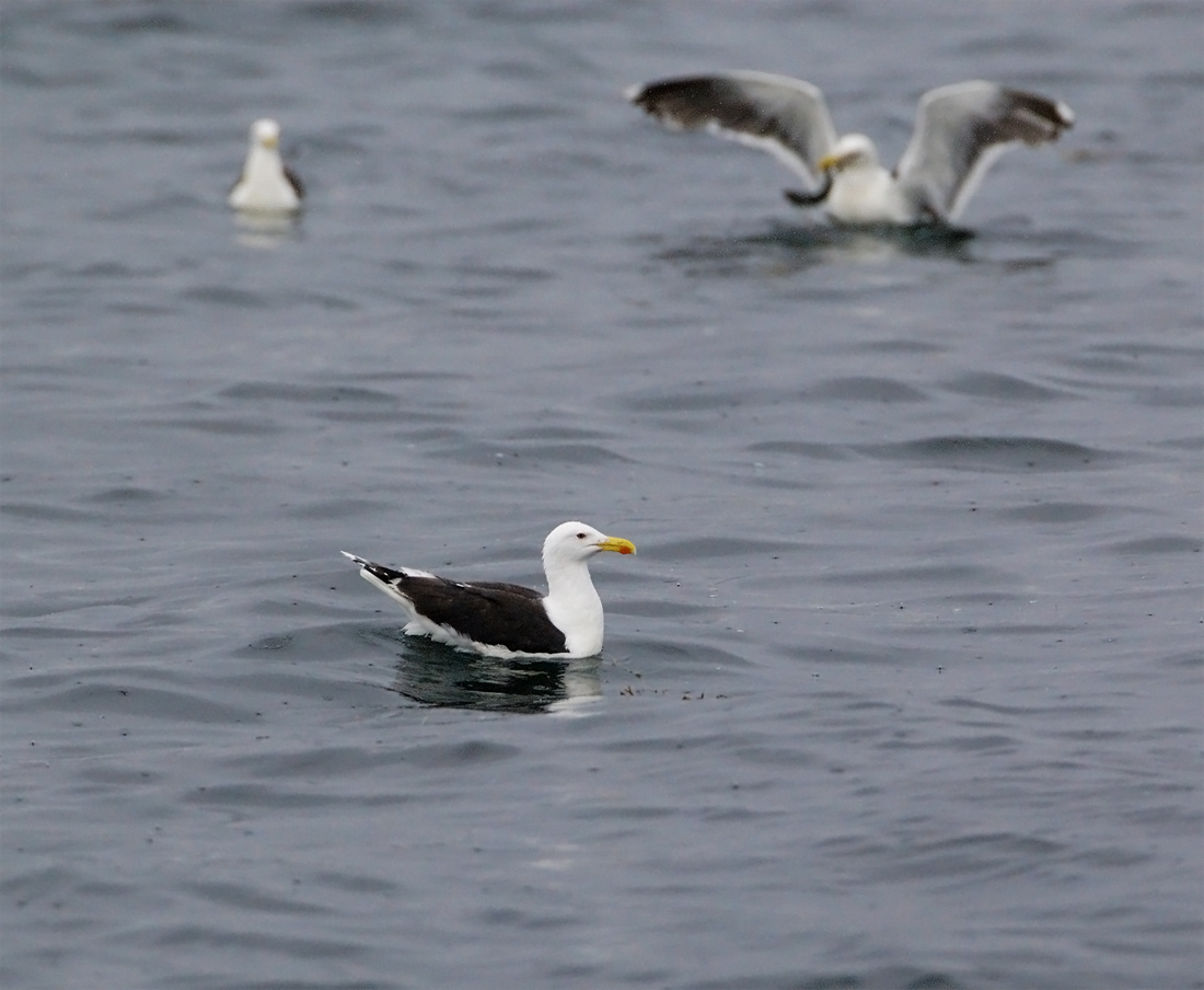 Scottish Wildlife Blog: Isle of Mull to the Isle of Muck