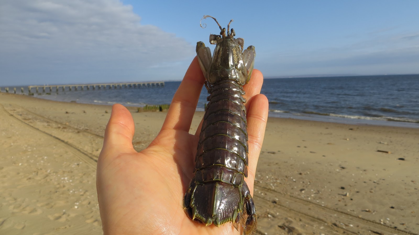 Nature on the Edge of New York City: A Lifeless Mantis Shrimp