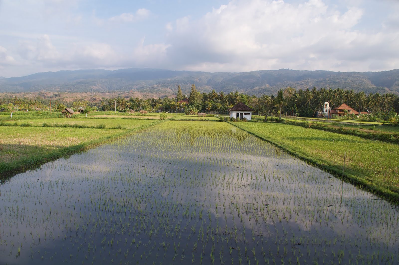 Kuijlen op Bali: Rijst planten