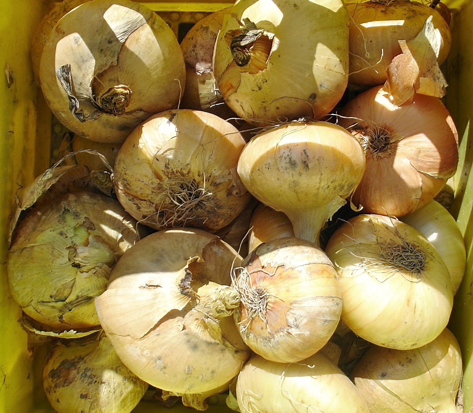 Destination santé: Le potager des Eagle 2014 - deuxième partie