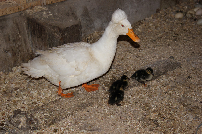 Adventures in Country Living at Shalom Engedi Farm: All about ducks ...