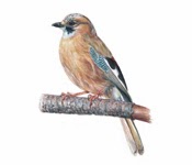 Escola de naturalistes: Les plomes dels ocells...