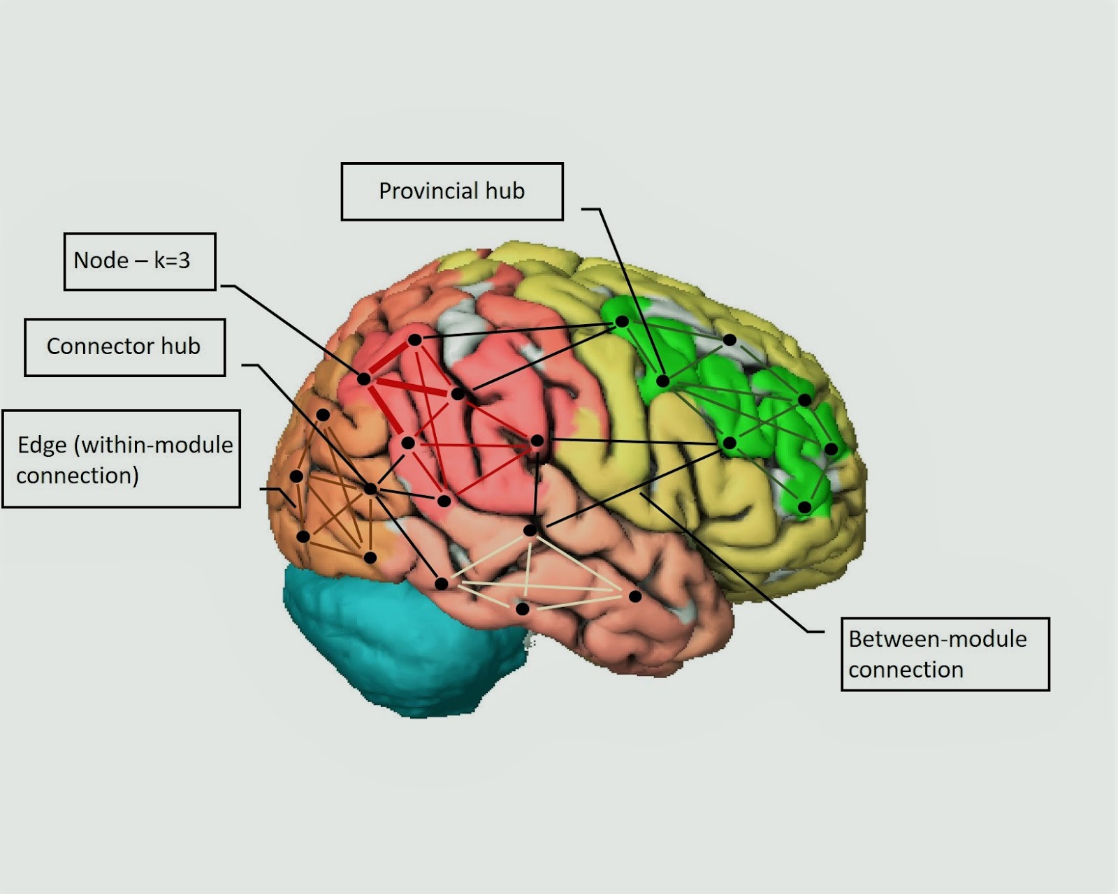 Increasing Intelligence: The Neural Code of Intelligence