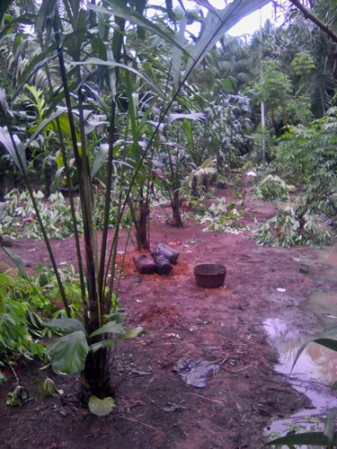 Budidaya Aren : Aren Dari A Sampai Z Dalam Foto