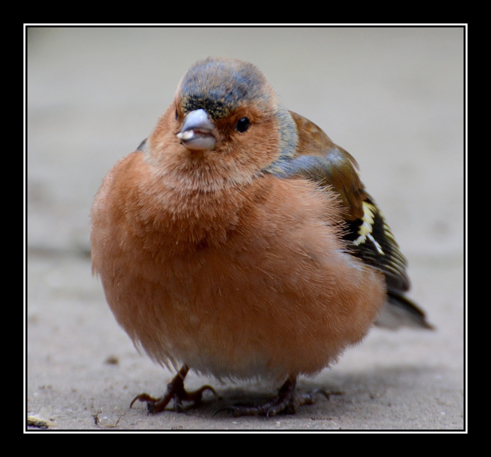 Carl Bovis Nature Photography: My Garden - 24th February 2013