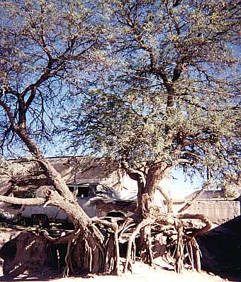 Xtremehorticulture of the Desert: Getting To The Root of the Problem ...