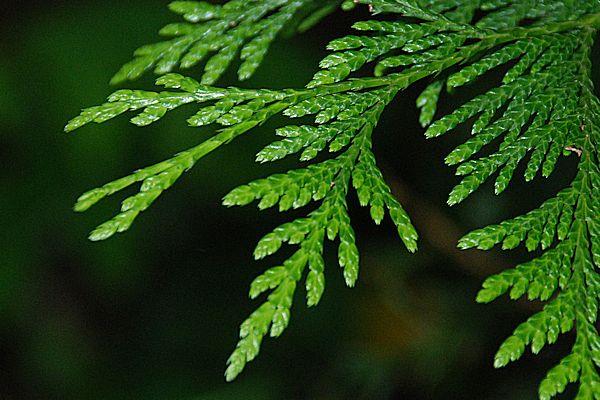 Northwest Conifer Connections: On Conifer Names