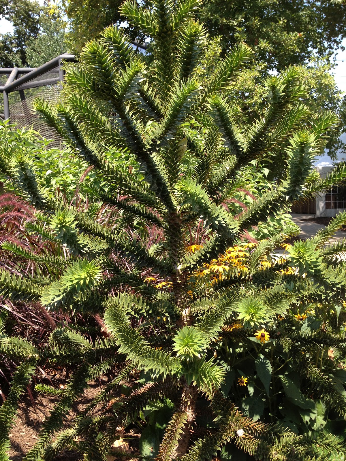 PHILLY TREES: THE SASQUATCH TREE
