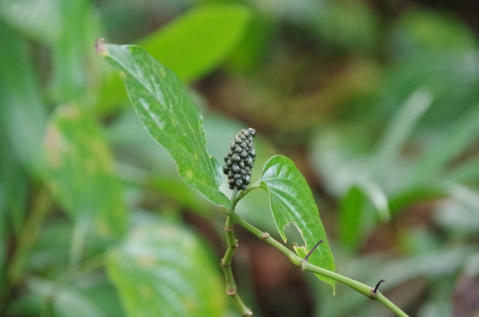 Trees and Plants: Wild Pepper (Daun Kadok)