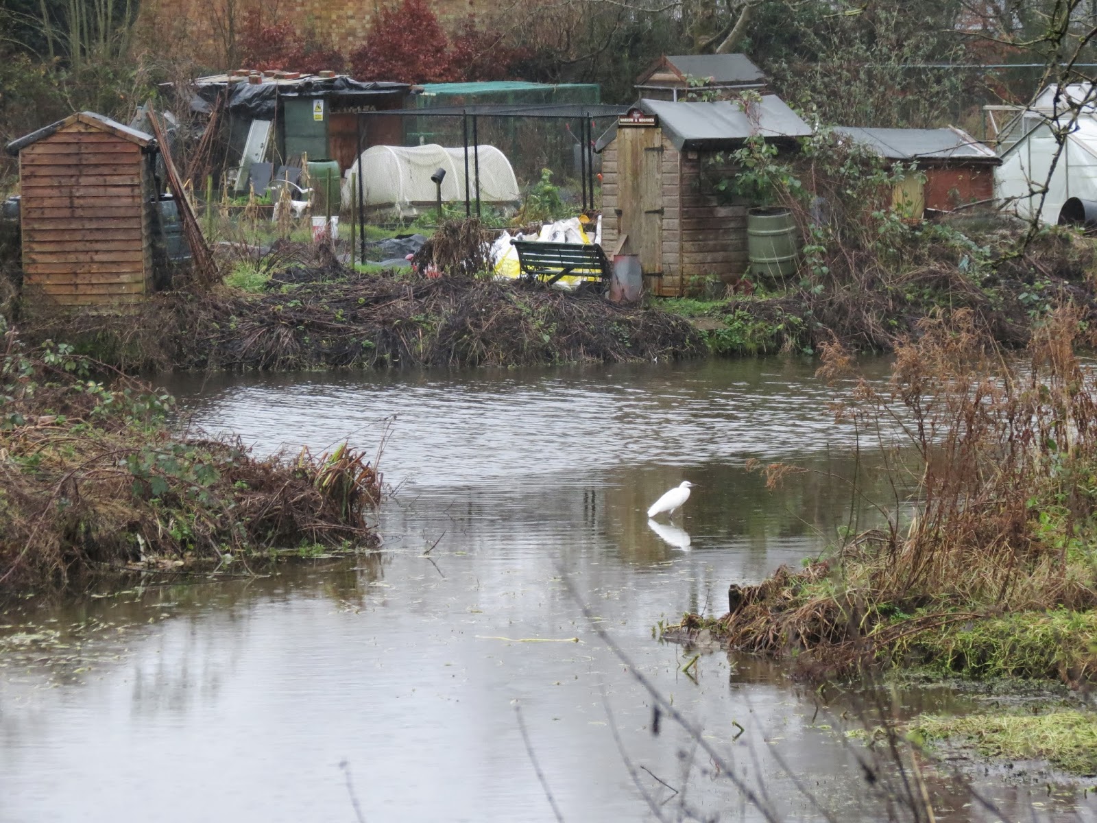 BIRDING AMERSHAM: An unexpected addition to the Shardeloes List....