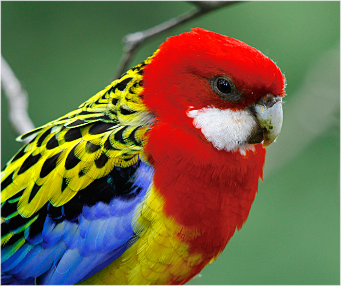 FOTO NATURA HUESCA 2: ROSELA ORIENTAL platycercus eximius George ...