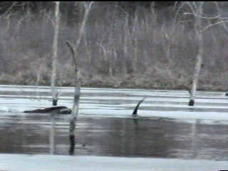 Animal Misbehavior: Beaver Attacks Otter!