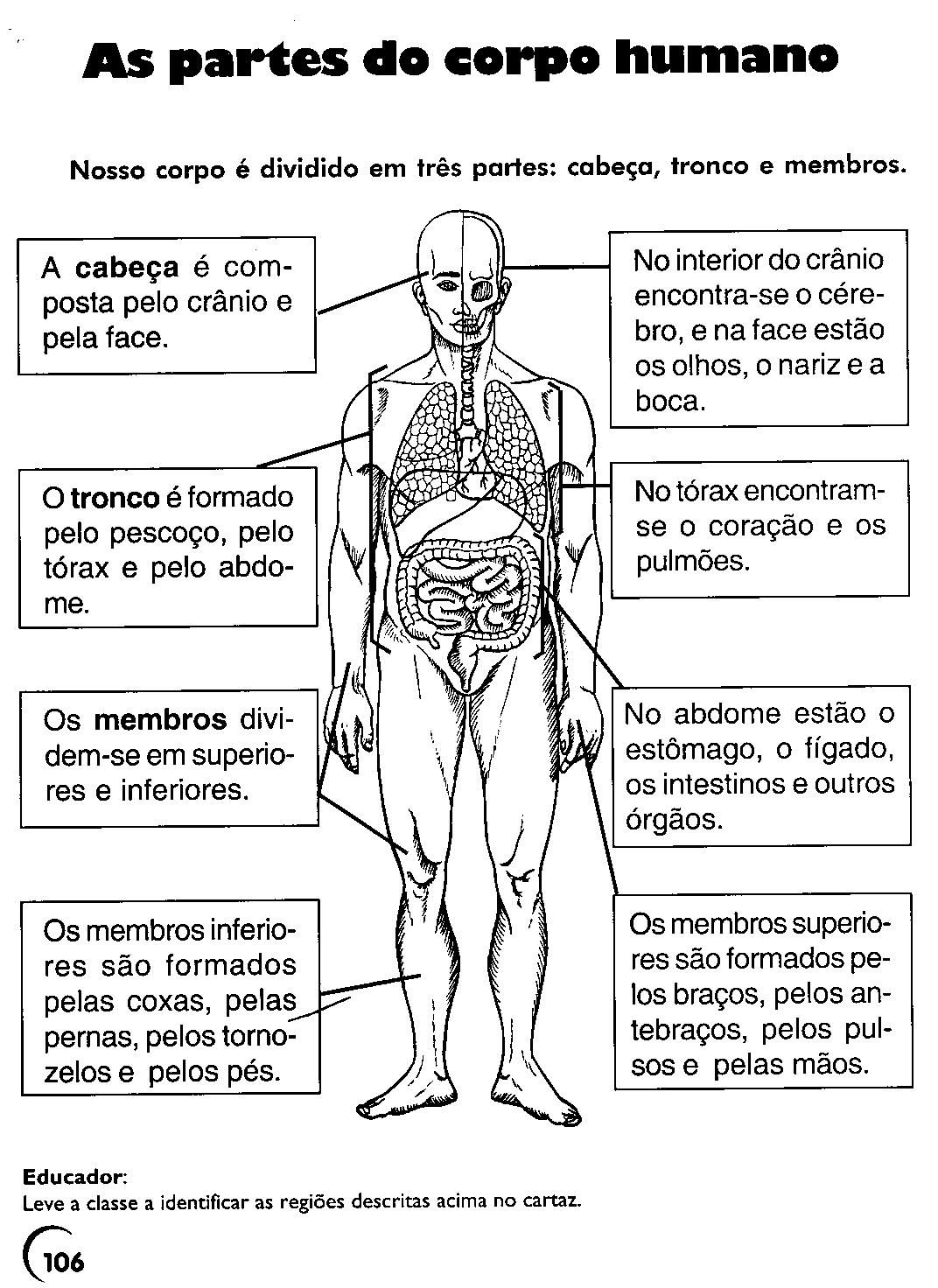JORNAL PONTO COM: 29 - ATIVIDADES CORPO HUMANO 3° 4° 5° 6° ANOS ...