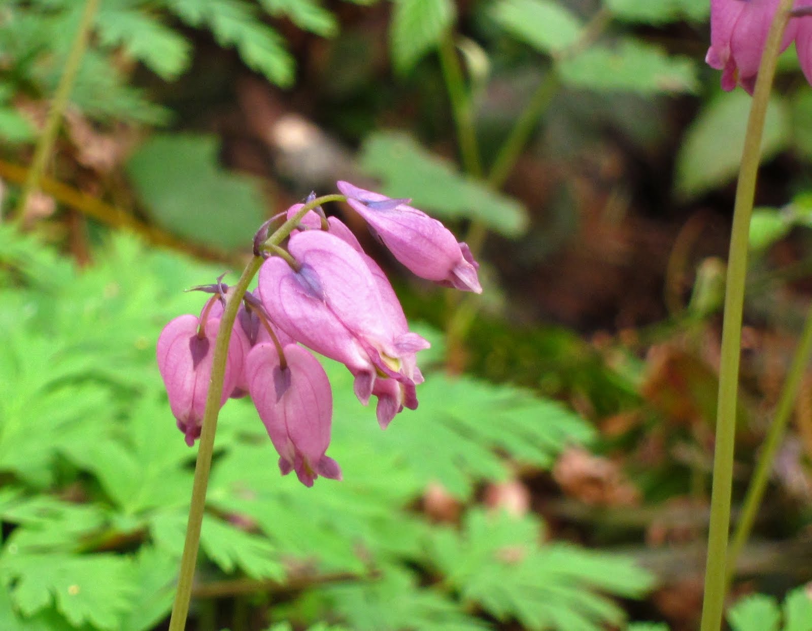 Pacific Northwest Seasons: An Authentic Pacific Northwest Spring: Go ...