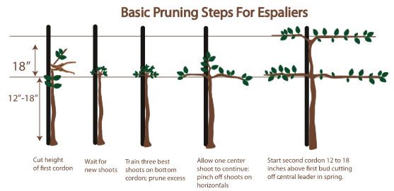 The Midnight Gardener: Easy Espalier for Fruit Trees
