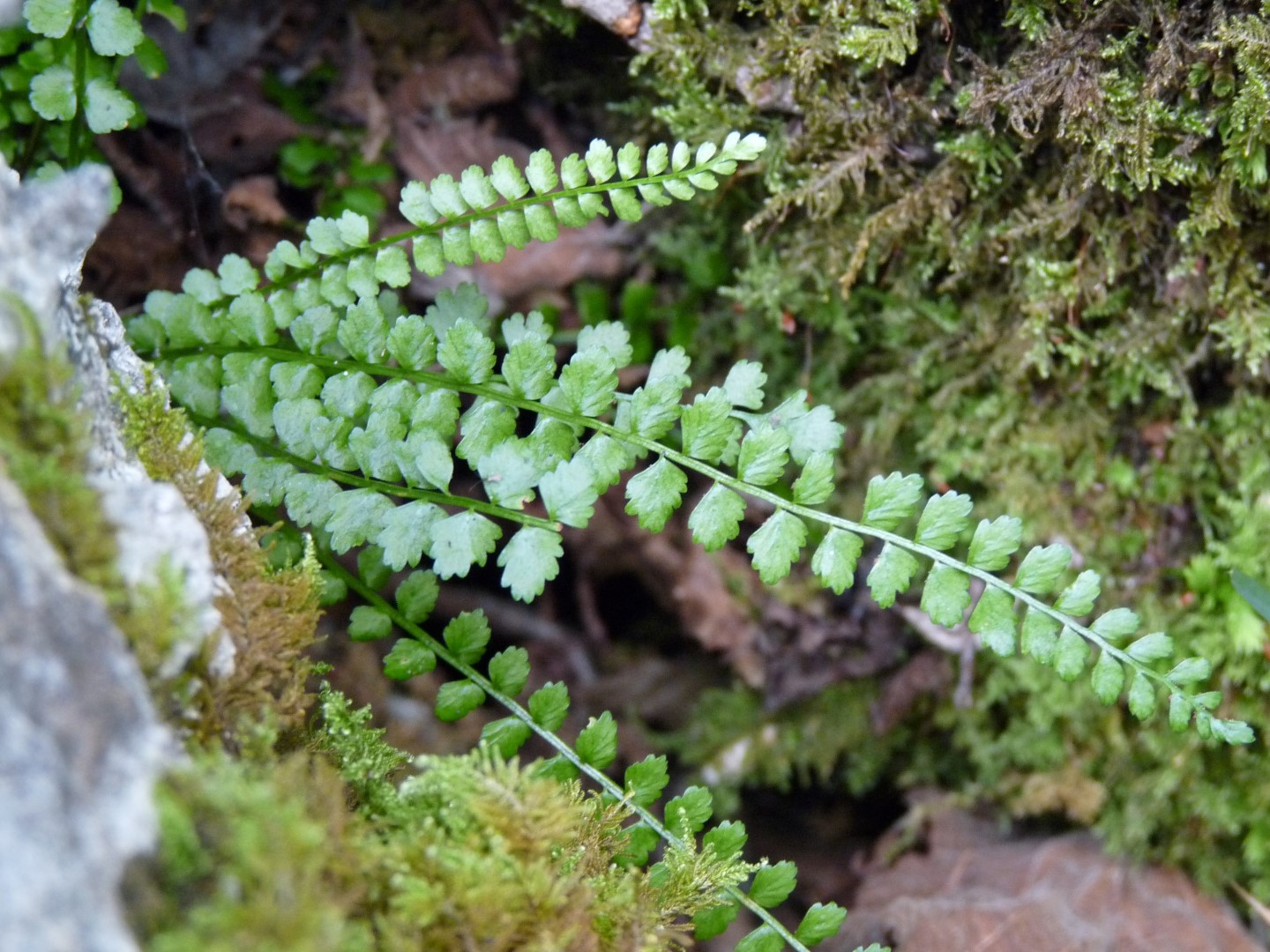 Hutton Roof's Special Ferns and More: Asplenium Viride (Green Spleenwort) Hutton Roof's Special Ferns and More: Asplenium Viride (Green Spleenwort)
