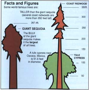 Vancouver Island Big Trees: Urban Exotics: Victoria's Giant Sequoias