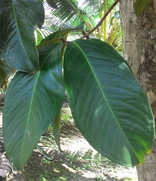 Hang Kebun: JAMBU BOL