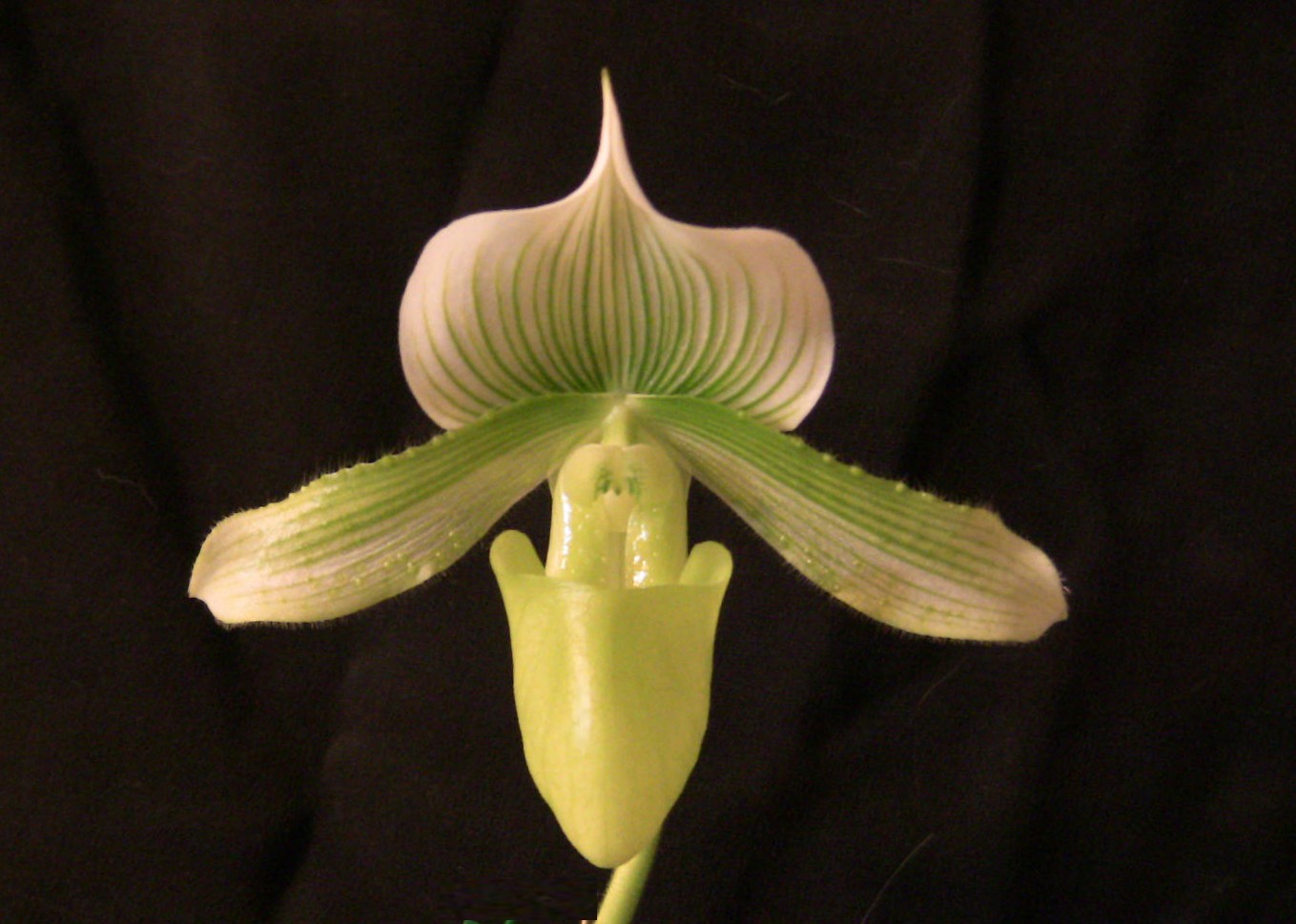 Cats and Catts: Solving for [(Makuli - Curtisii) - Maudiae x Maudiae ...