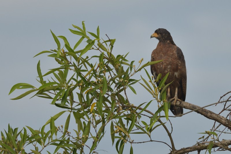 Outdoor Photography: Vogels van Suriname