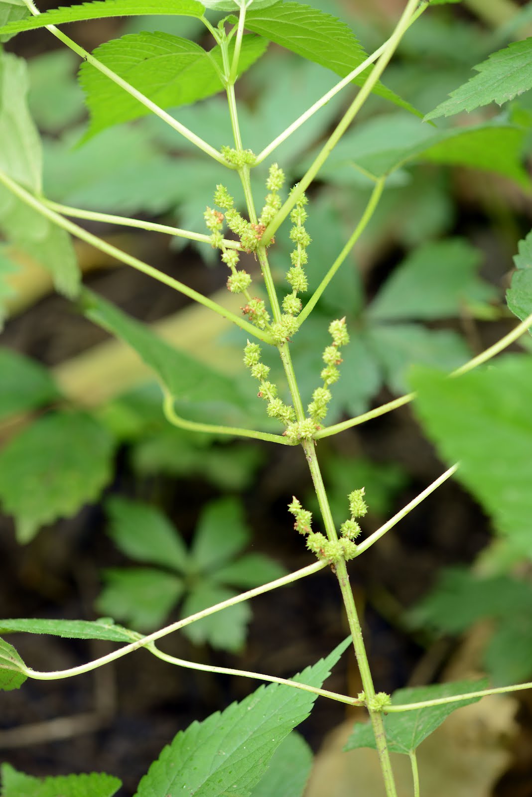 Indiana Plant A Day: Smallspike False Nettle
