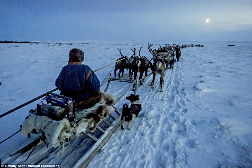 White Wolf : Stunning pictures showcase annual reindeer migration of ...