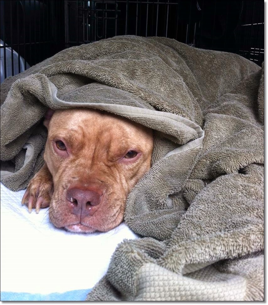 The Pet Tree House - Where Pets Are Family Too : Fundraiser to Save ...