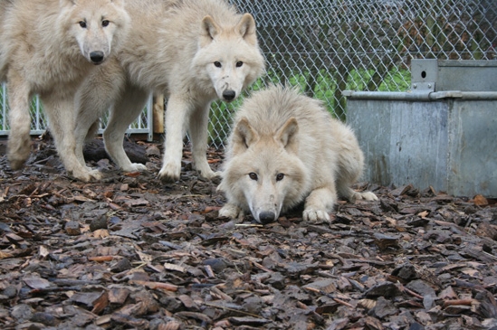 White Wolf : Arctic wolves rescued from German zoo given new home in ...