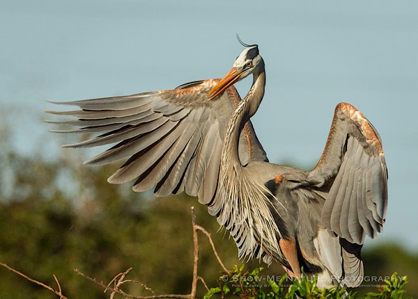 Birding Is Fun!: Birds of Florida, Part 2: The Venice Rookery