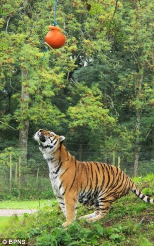 White Wolf : October 2013