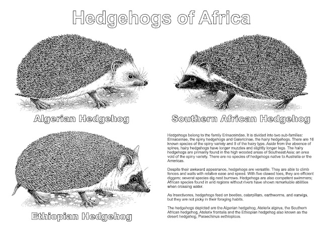 The Nations of the World: Hedgehogs of Africa