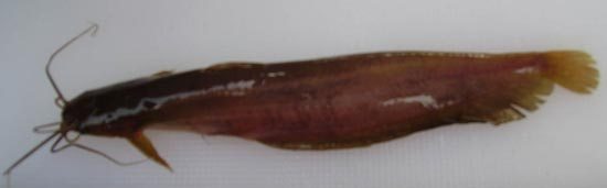 Bangladesh Development Studies: Freshwater Fish of Bangladesh