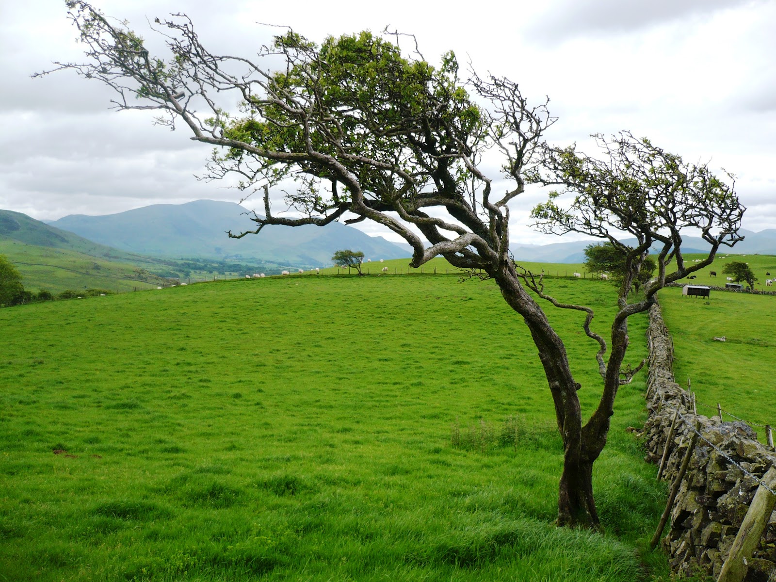 Catterblog: A road trip around the Northern Outlying Fells June 2012